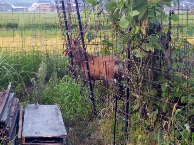 9月, 2025 | 高山農園のお米作り